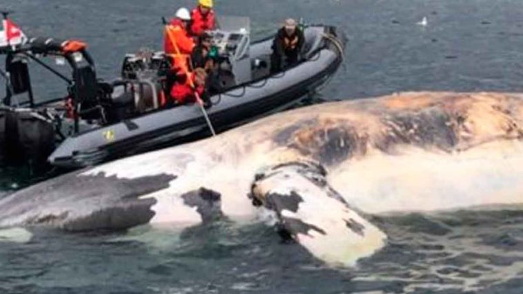 ¿Será la inteligencia artificial la responsable de salvar a las ballenas?