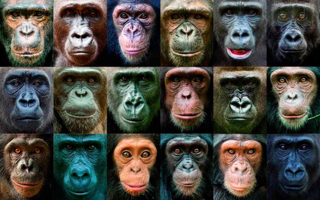 Análisis de la diversidad genética revela la compleja historia ...