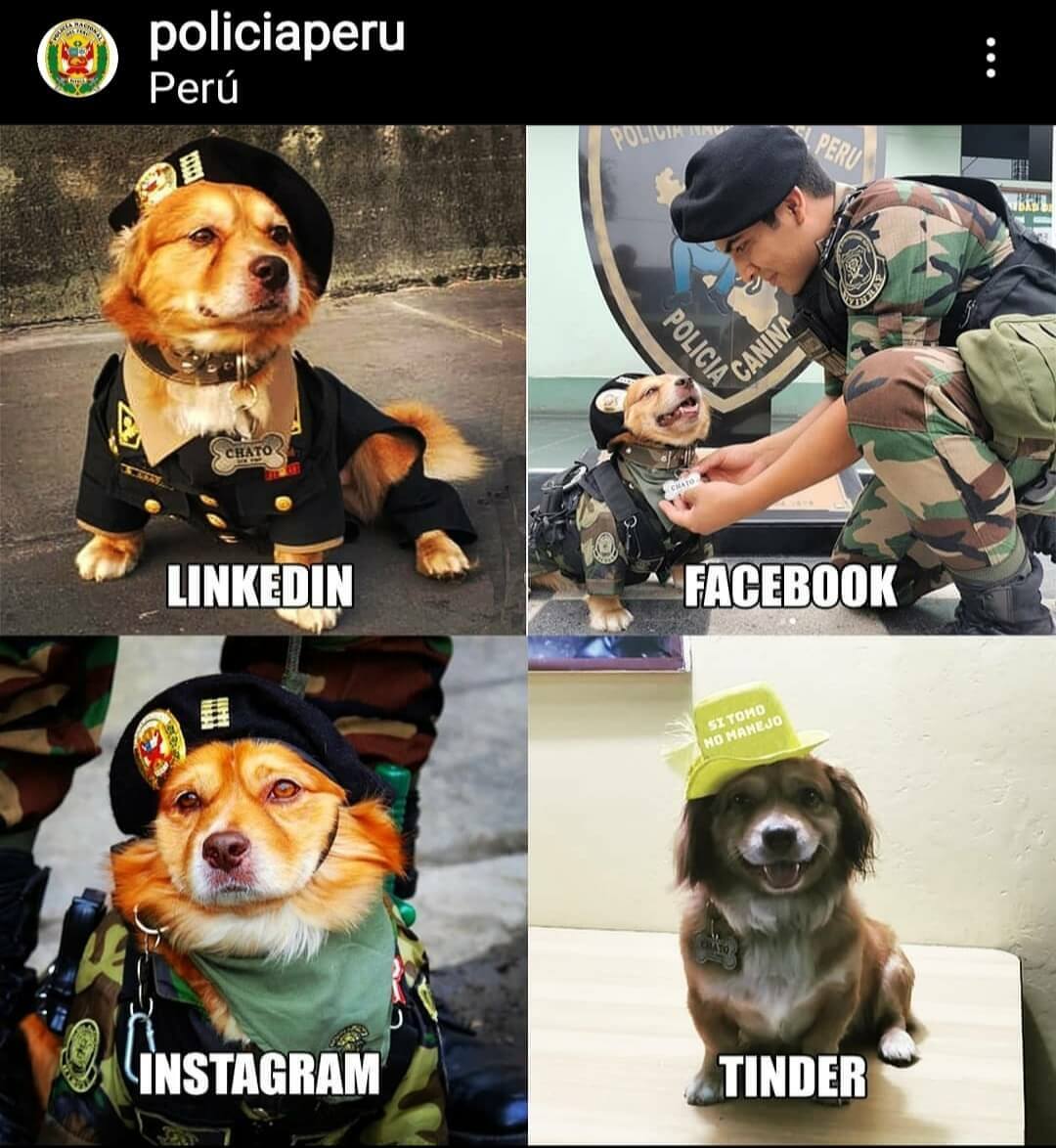 ¡Impresionante! Perro policía viral en Tiktok por mostrar su talento en ...