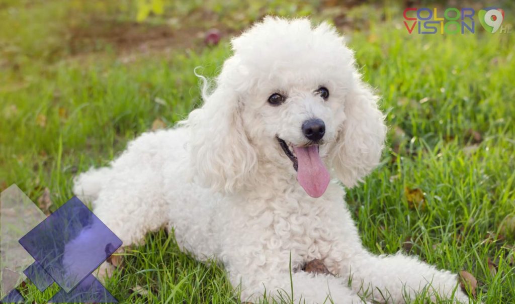 ¡Increíble! Dos perritos se saludan con tierno abrazo luego de un año ...