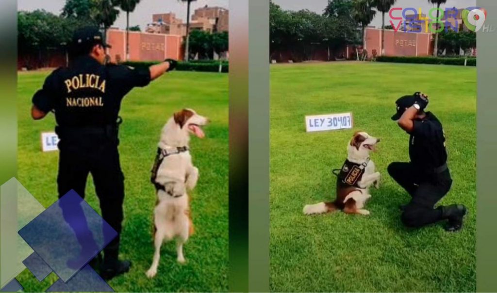 ¡Impresionante! Perro policía viral en Tiktok por mostrar su talento en el baile