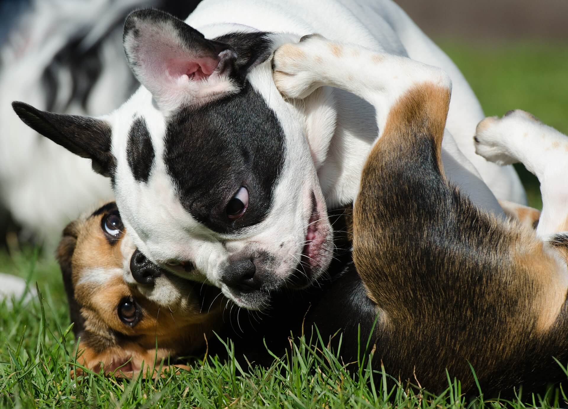 ¡Increíble! Dos perritos se saludan con tierno abrazo luego de un año ...
