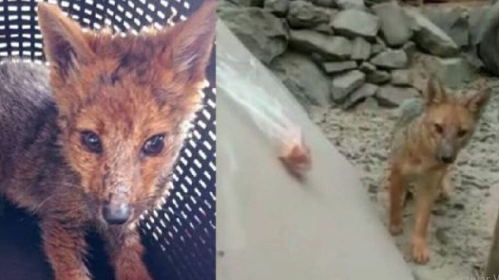 "Run Run", el zorro que compró una familia pensando que era un perro ...