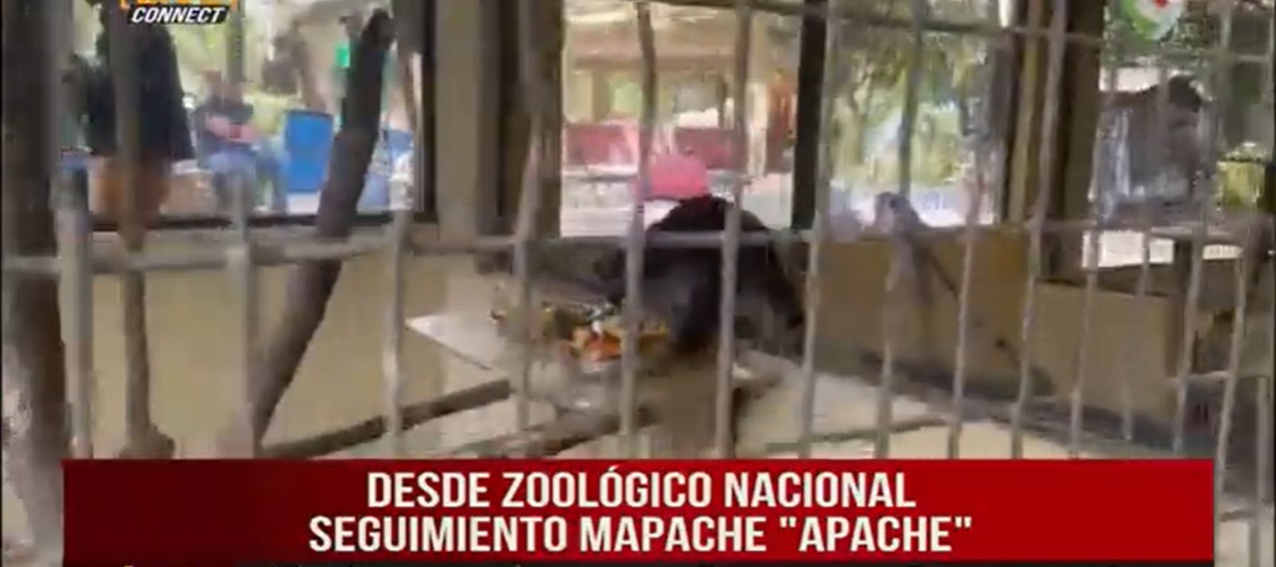 Mapache “Apache” está sana y salva en el zoológico nacional | El Show ...