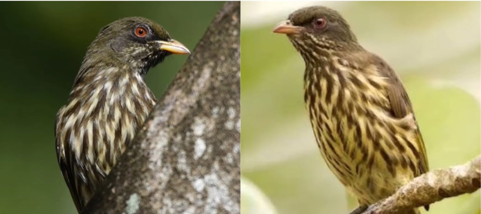 La Cigua Palmera: El espíritu de la isla - Color Visión