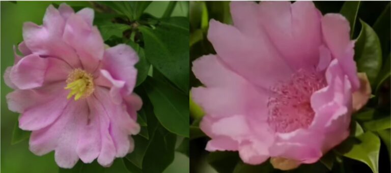 La Rosa de Bayahíbe: florece en nuestros corazones - Color Visión